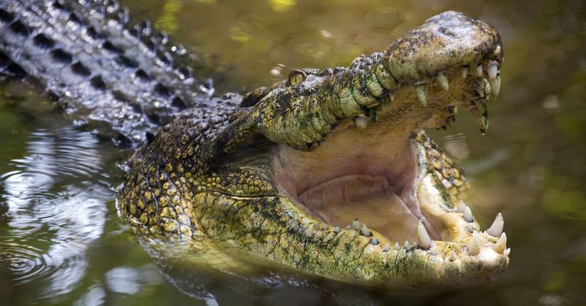 Northern Territory news: Tour guide's first thought after 2.2 metre ...