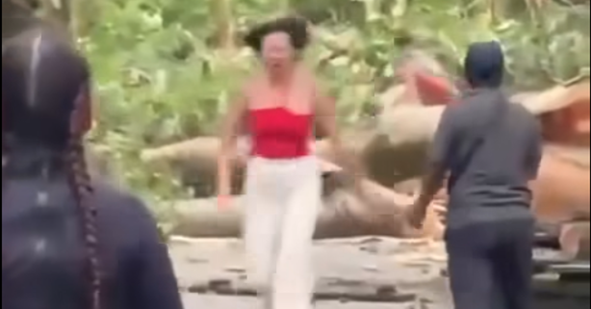 Ubud monkey forest tree fall kills two tourists