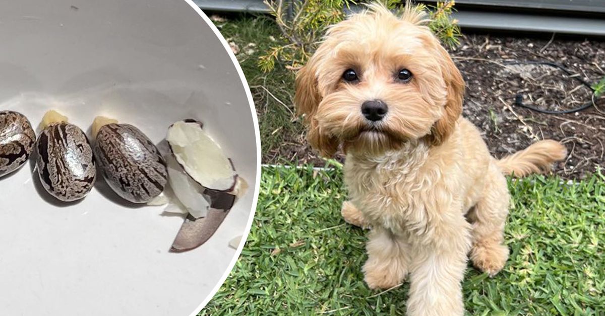 Castor oil plant seeds cause ricing poisoning: Seeds the size of a ...