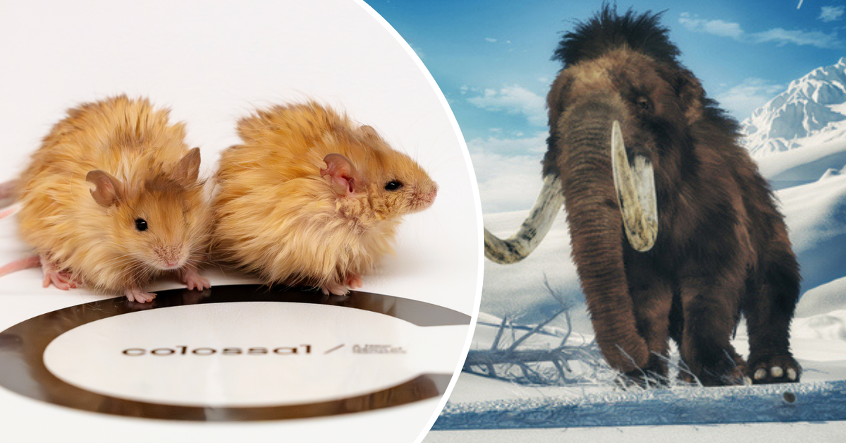 Gene-edited mice bring woolly mammoth a step closer to resurrection