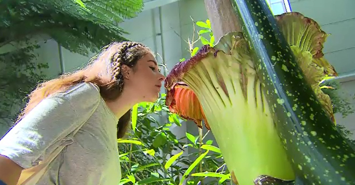 Thousands line up at Geelong Botanic Gardens to see the Corpse Flower ...