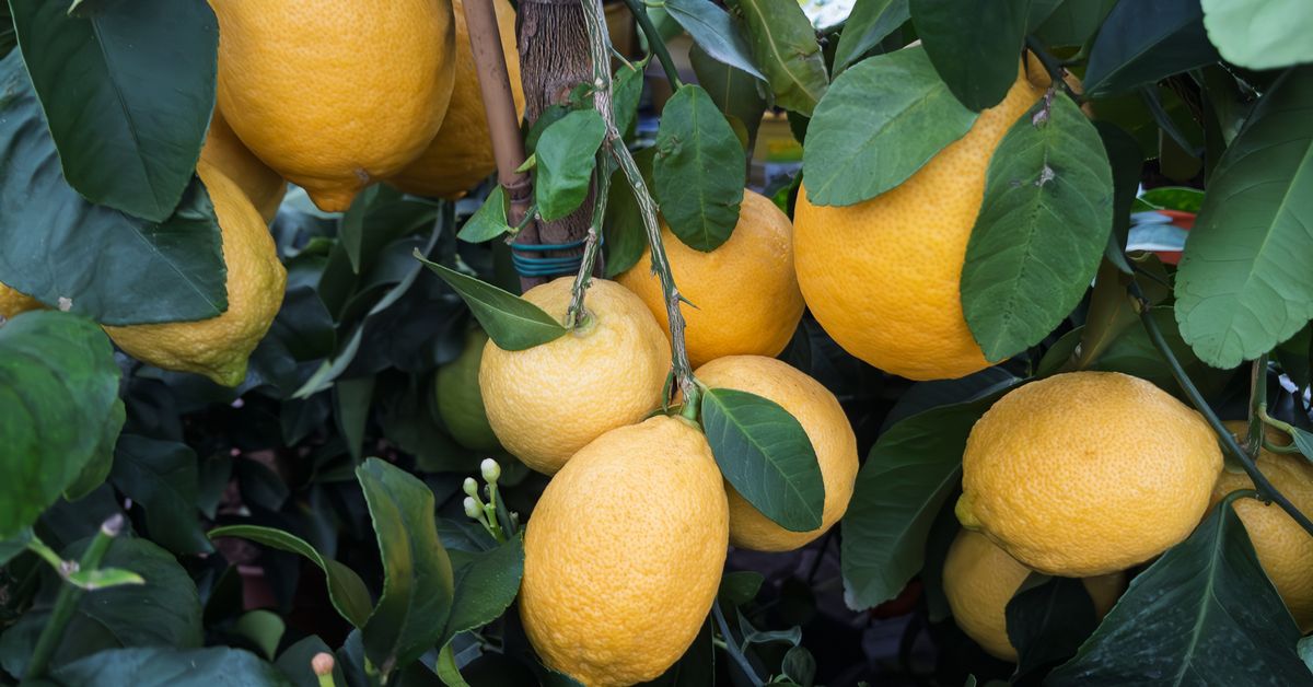 Lemon tree care tips: The two most common pests destroying your lemon ...