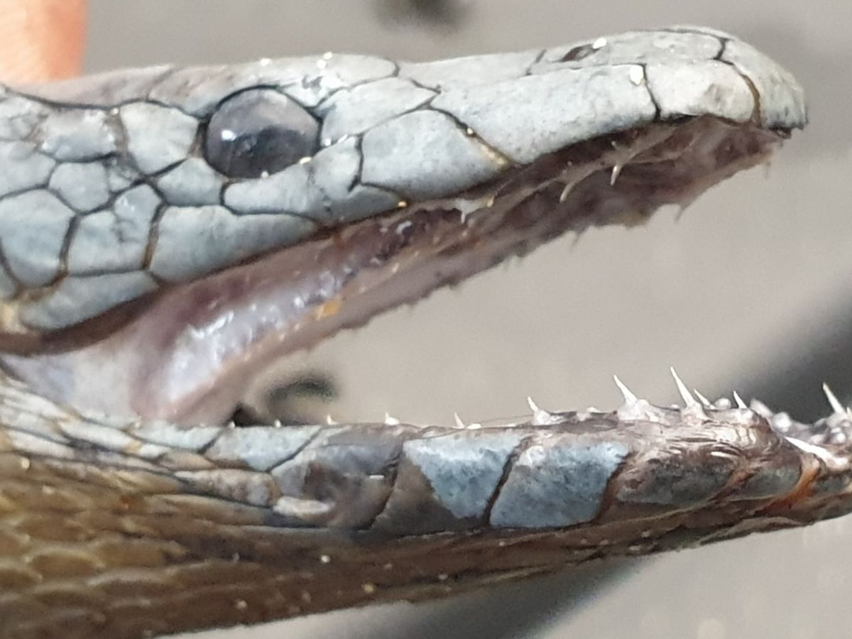 Sea Snake Teeth