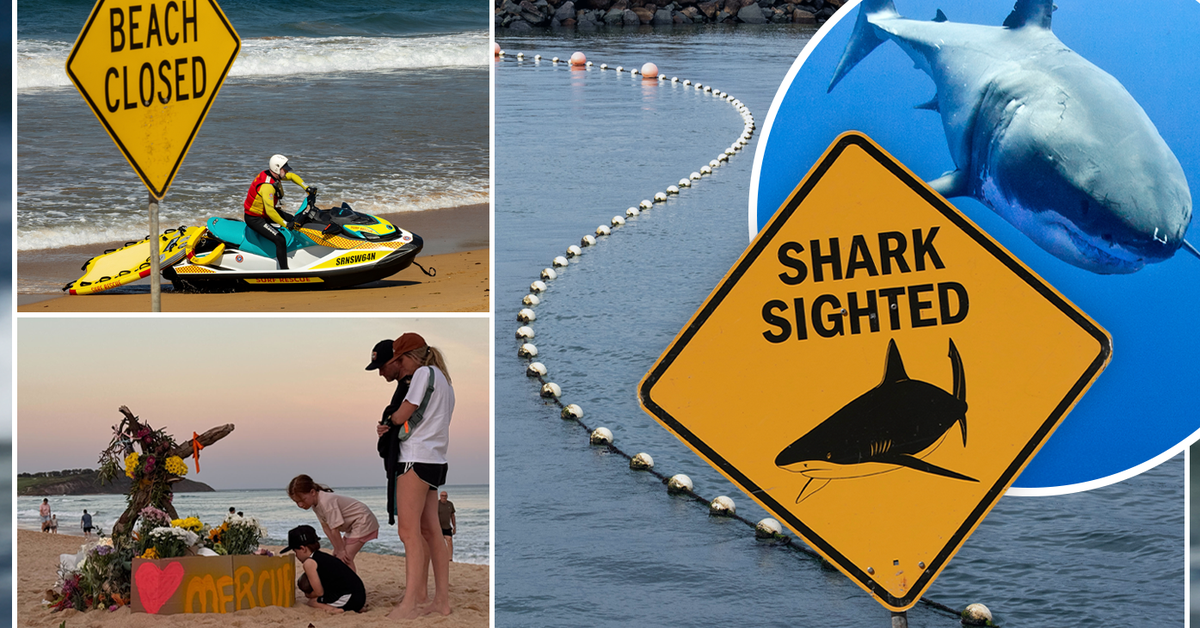 Shark attack Dee Why update: What happened, are shark attacks on the ...