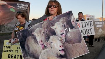 Animal cruelty news headlines