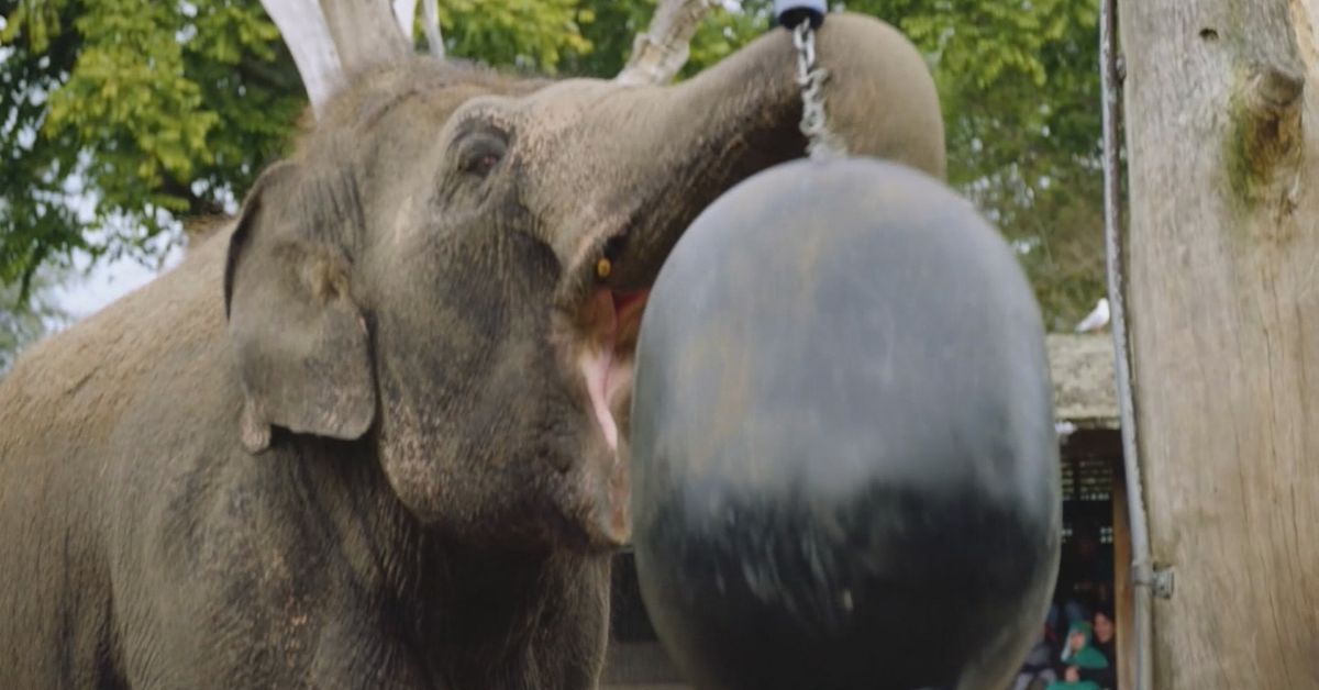 Adelaide news: Flying elephant touches down in South Australia