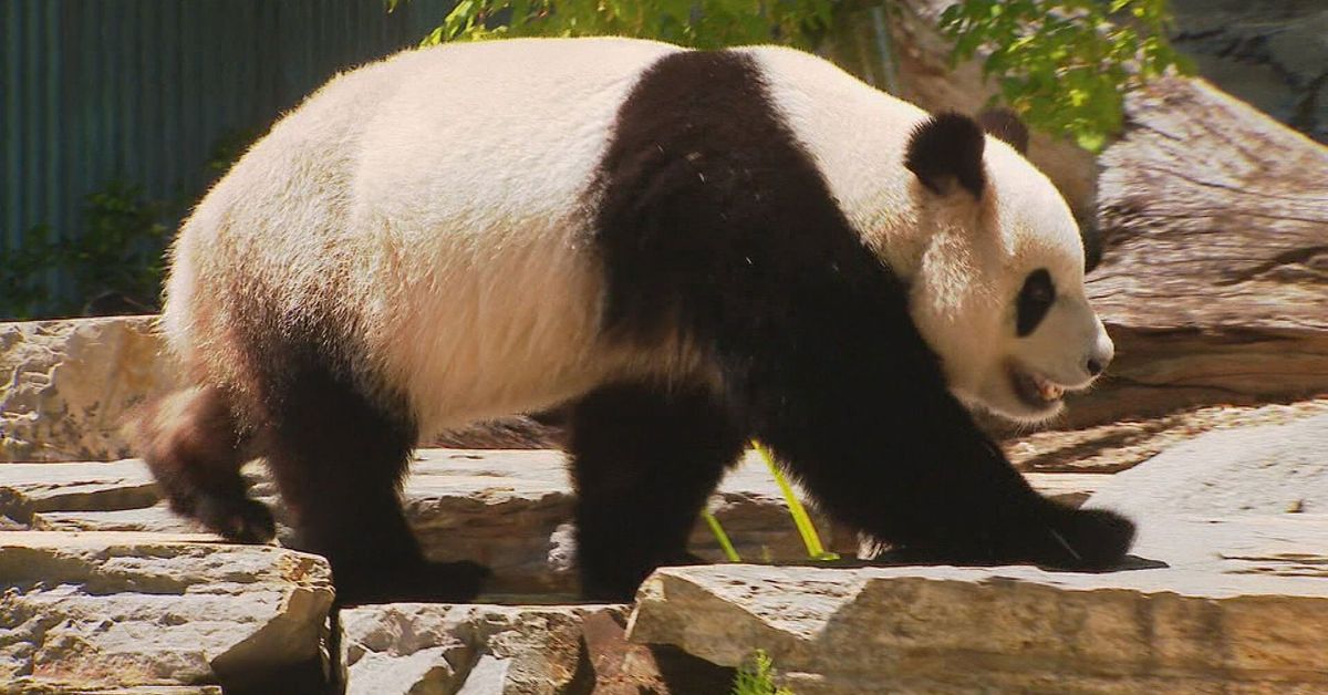 Adelaide Zoo's new panda pair makes long-awaited public debut