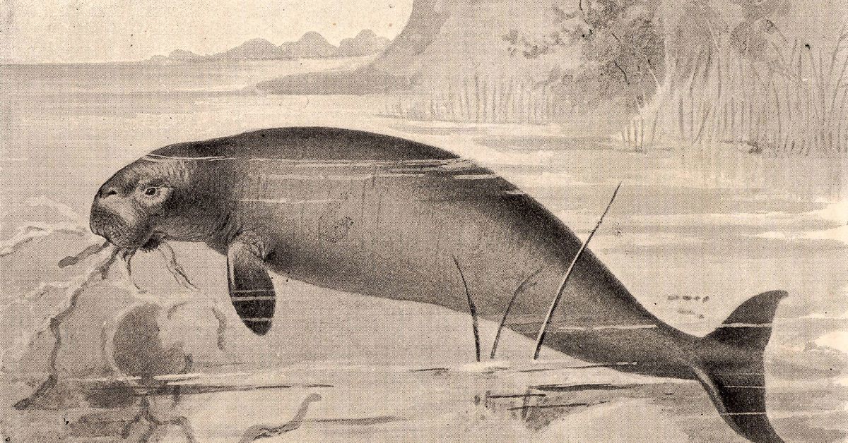 New research argues we're not witnessing a sixth mass extinction event