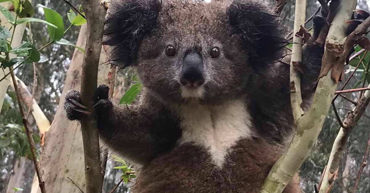 Sniffer dog helps identify new group of chlamydia-free koalas using DNA ...