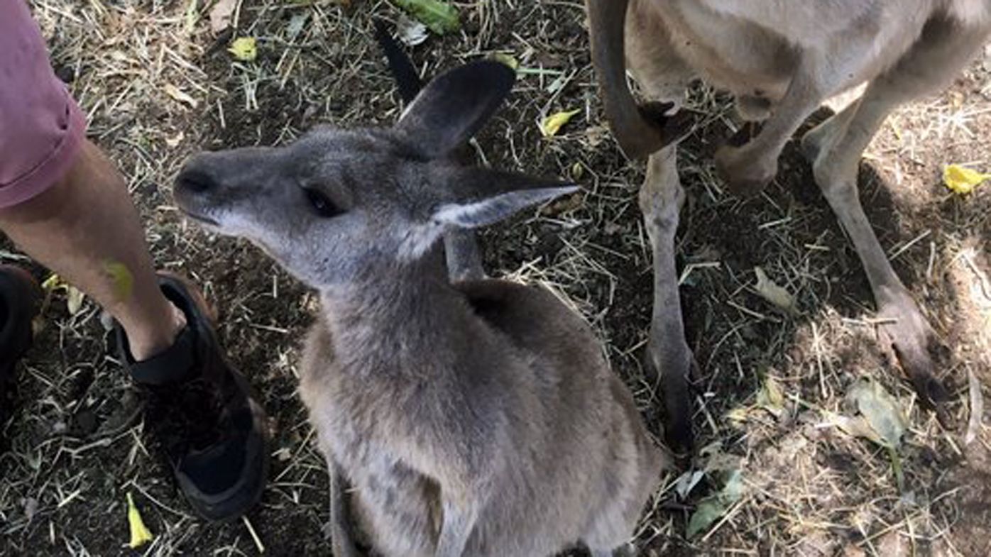NSW and QLD bushfires: wildlife stuck without food due to fire crisis