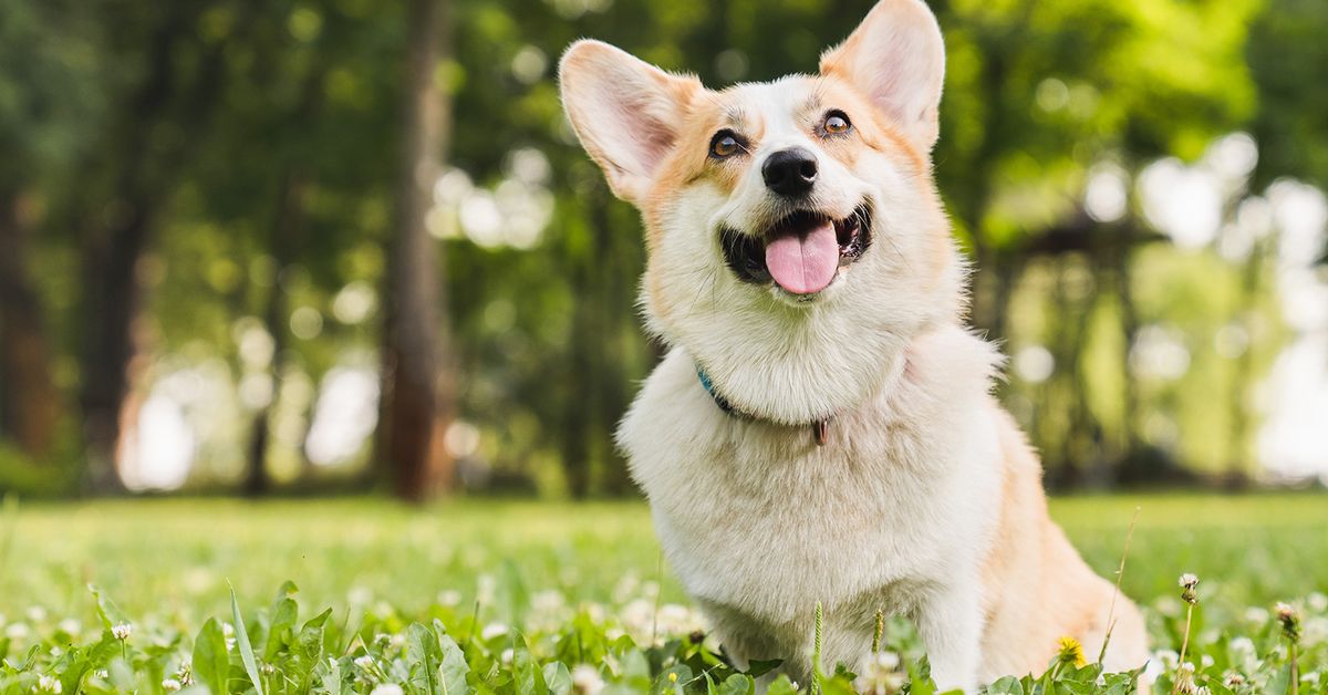 Dogs cry tears of joy when reunited with owners after period of absence ...