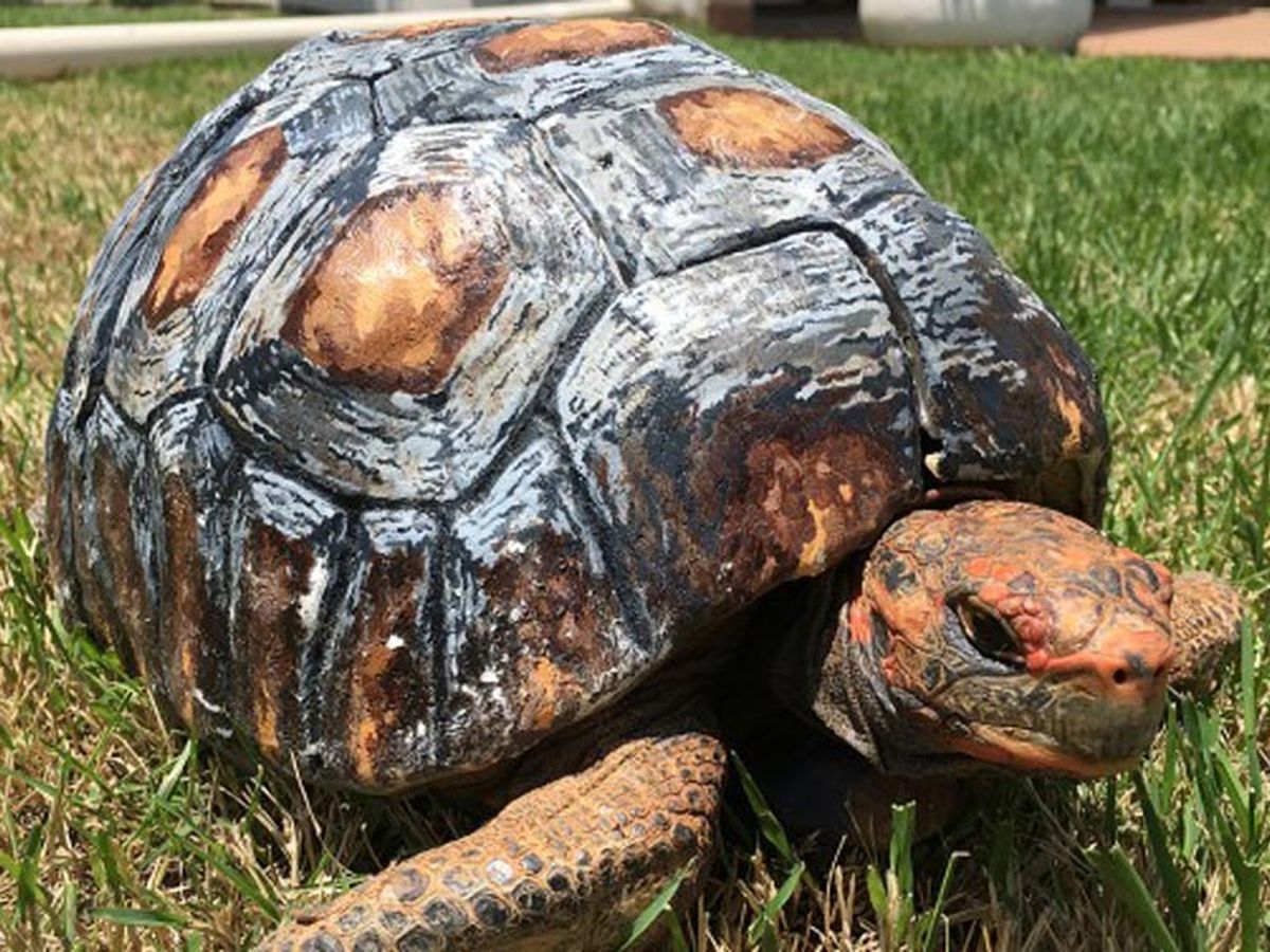 “A Second Chance at Life: The Fire-Damaged Tortoise’s Journey to ...