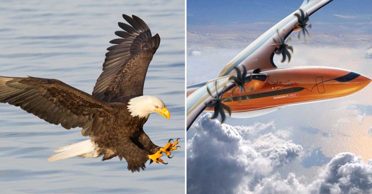 Airbus unveils new 'bird of prey' concept plane - 9Travel