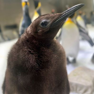 Pesto, the huge baby king penguin at Sea Life Melbourne Aquarium, is a ...