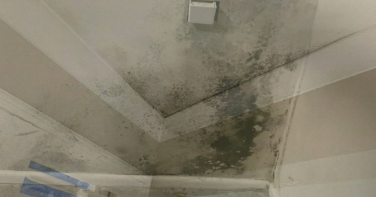 Toxic mould wreaking havoc on Australian homes after record rainfall