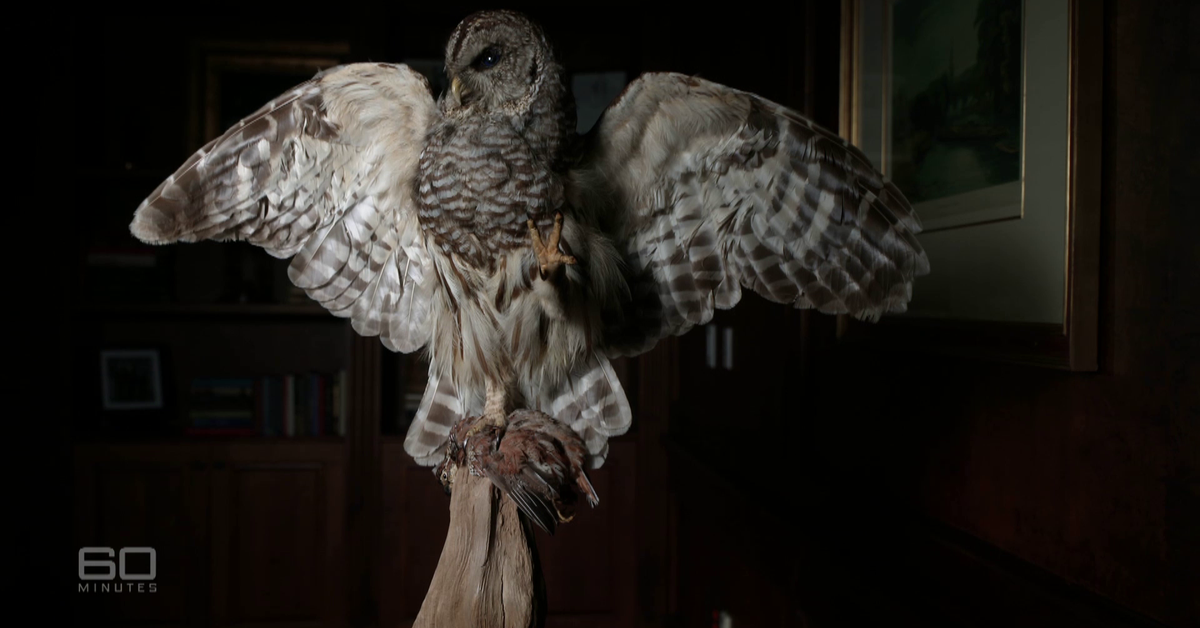 The Staircase explained: Why the 'owl theory' isn't as unbelievable as ...