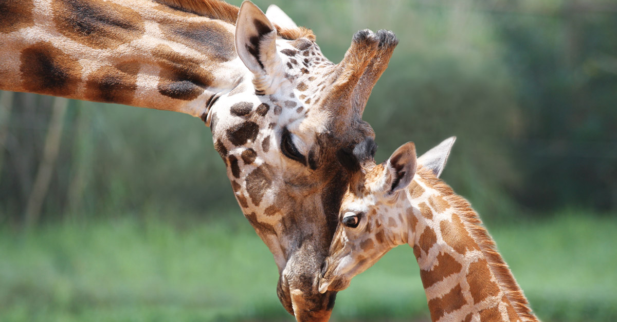 Free Perth Zoo tickets for families