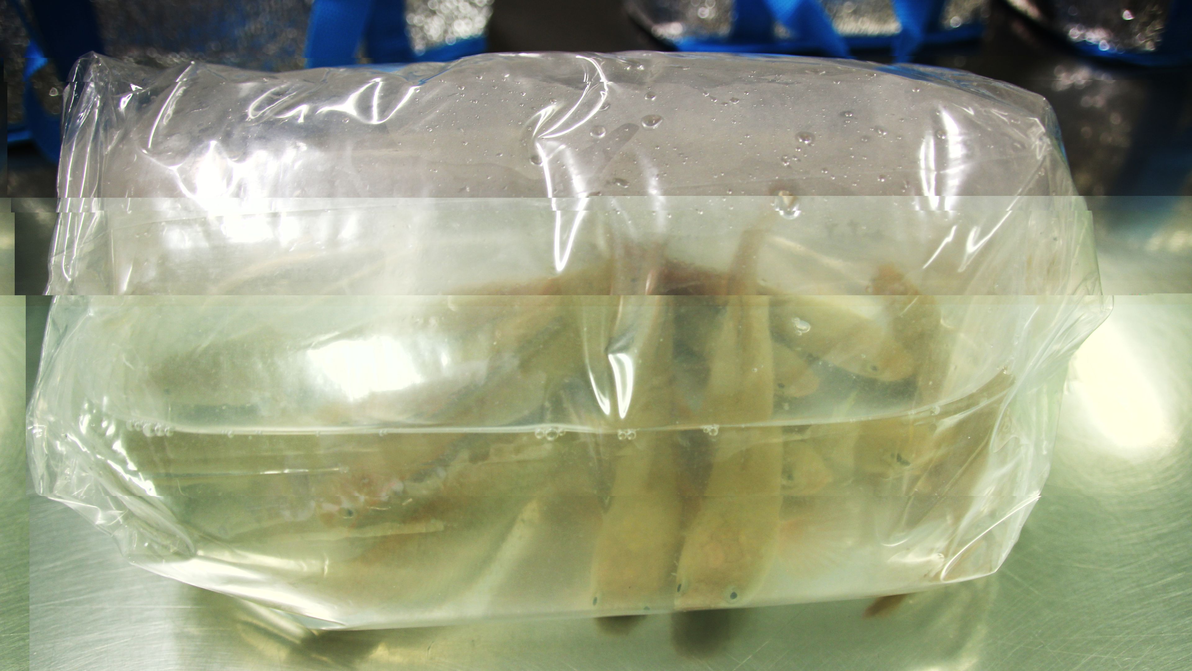 Fish smuggling Melbourne Airport: pair busted with more than 100 fish