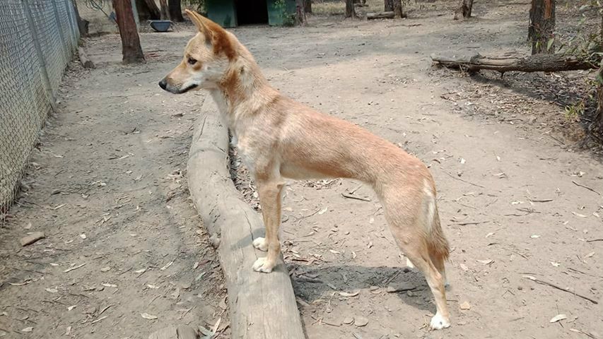 NSW bushfires: Bargo Dingo Sanctuary animals released for fire threat