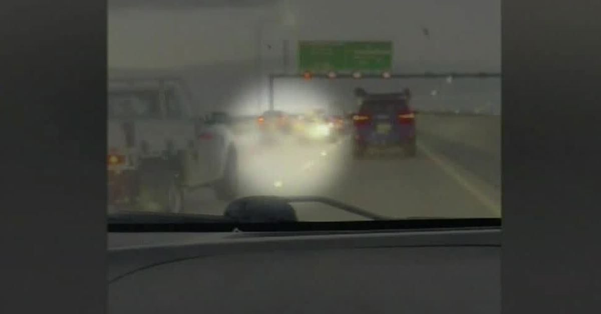 South Australia news: Sea lion crash causes chaos on Adelaide motorway