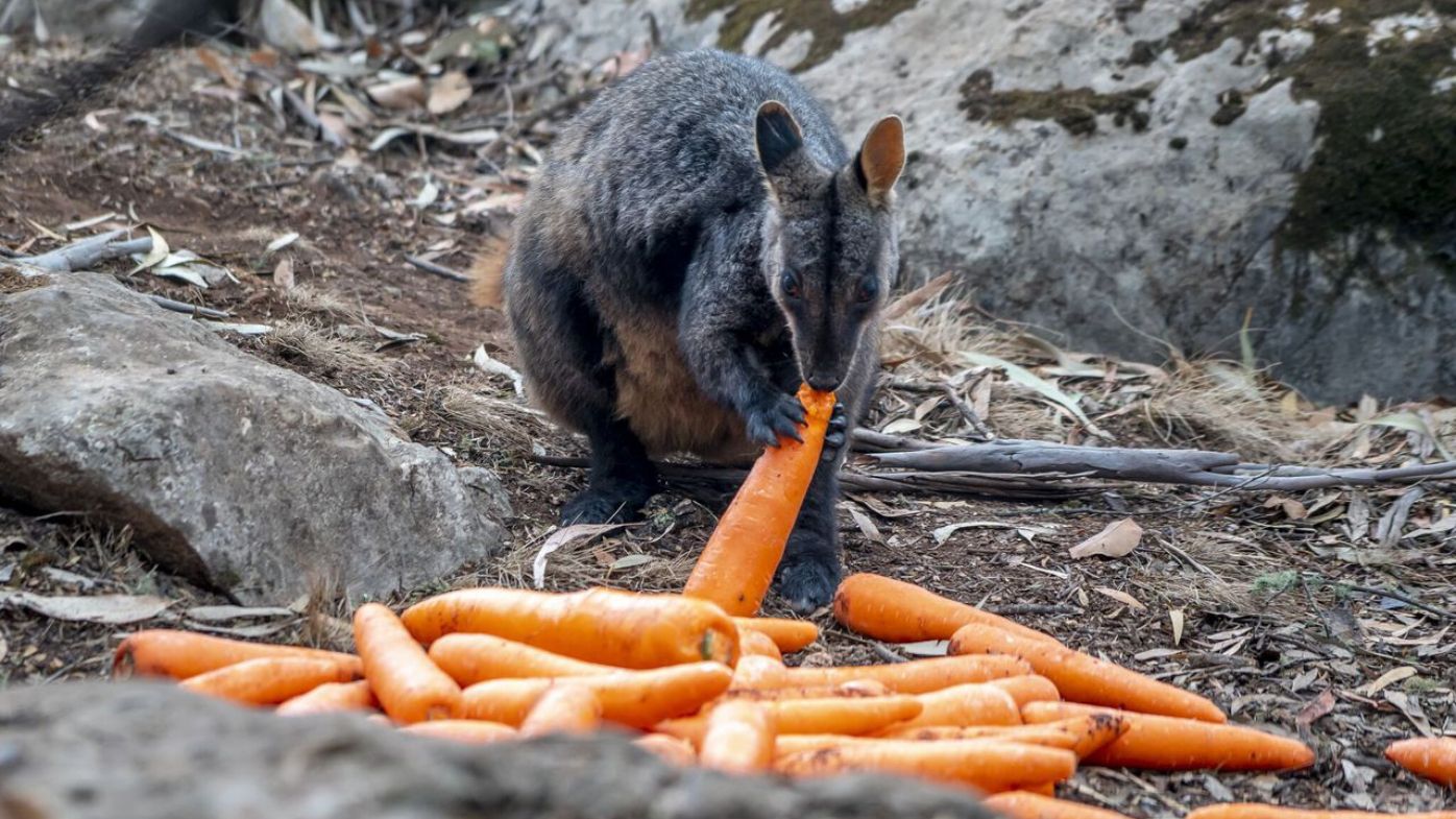 Bushfire-ravaged wallabies and wildlife receive food air drops backed ...