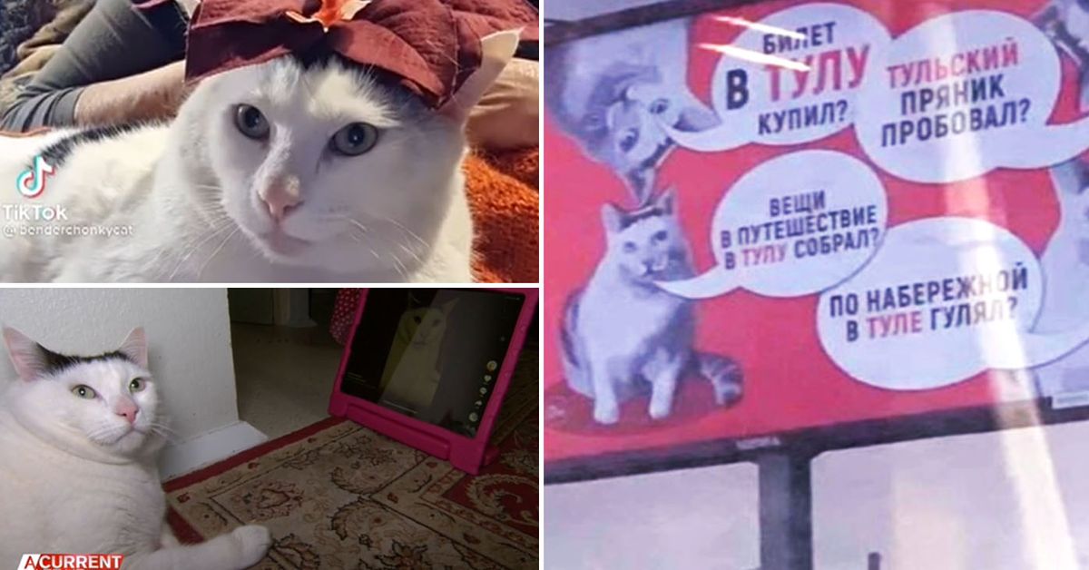 Big Aussie Melbourne cat Bender becomes and international icon through ...