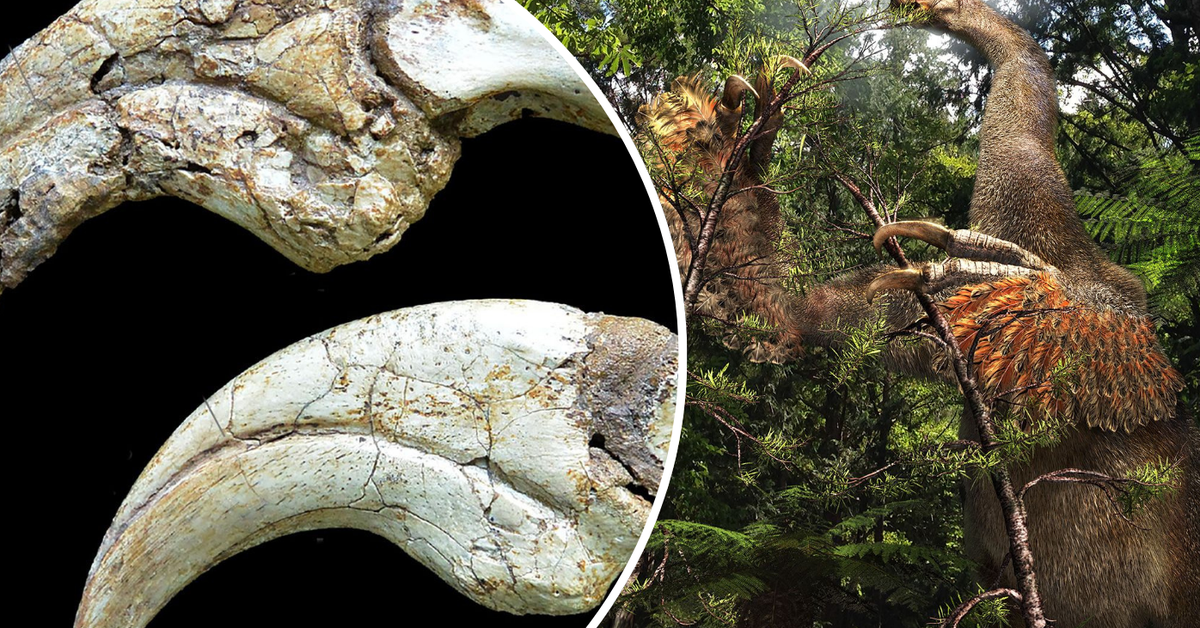 Largest ever fully preserved dinosaur claw unearthed in Mongolia's Gobi ...