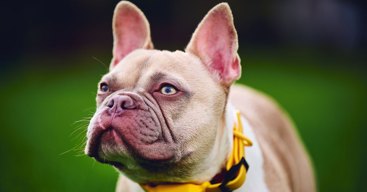 Overfeeding dogs: Experts shares how to stop giving pets too much food ...