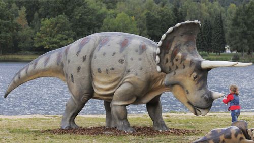 Triceratops dinosaur skull from Cretaceous period found in ...