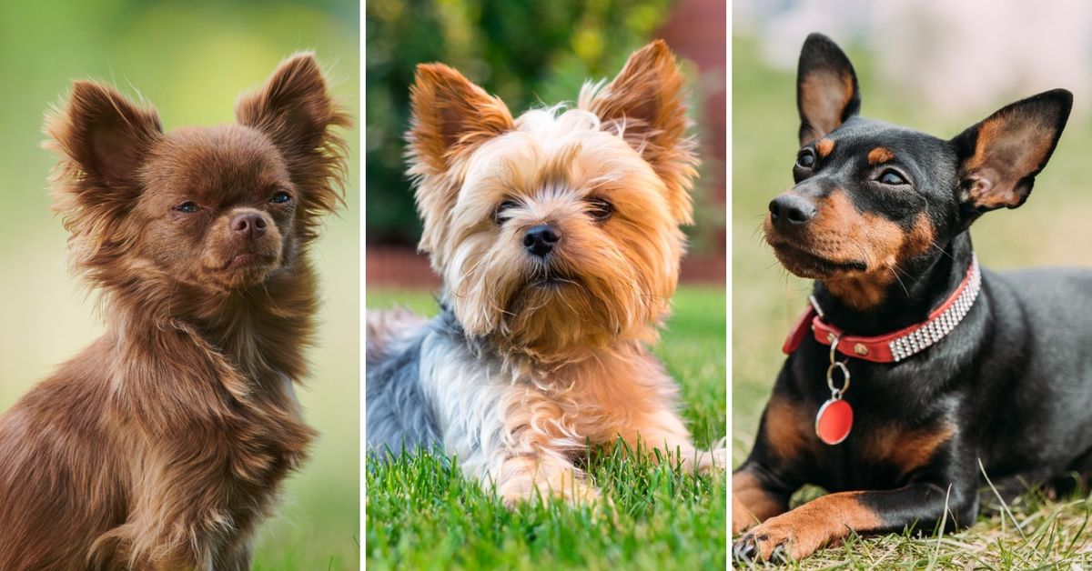 The smallest dog breeds in the world, including their height and weight ...