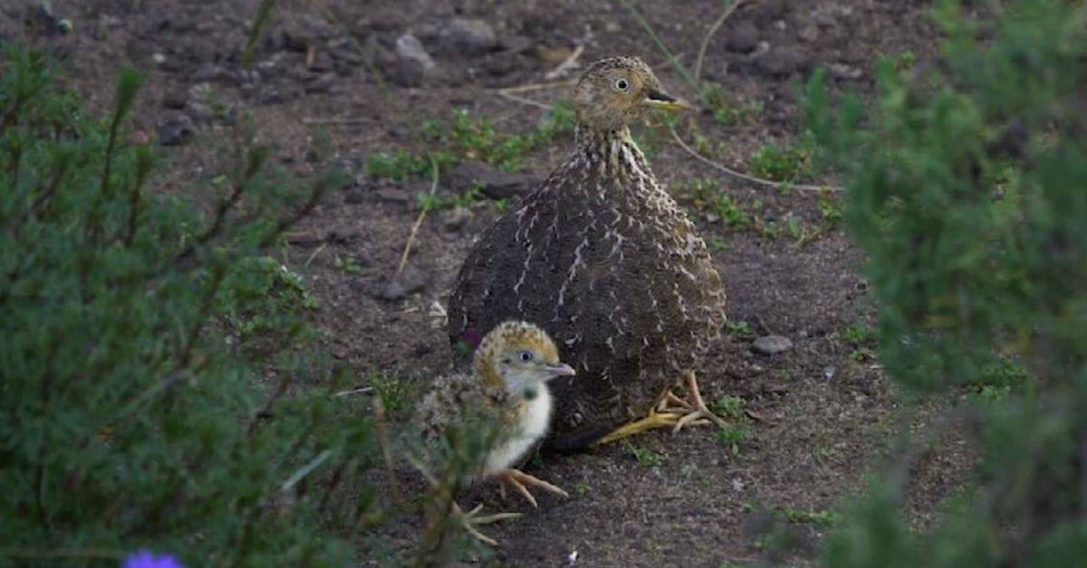 Technology news: AI used by Zoos Victoria locates rare Aussie bird for ...