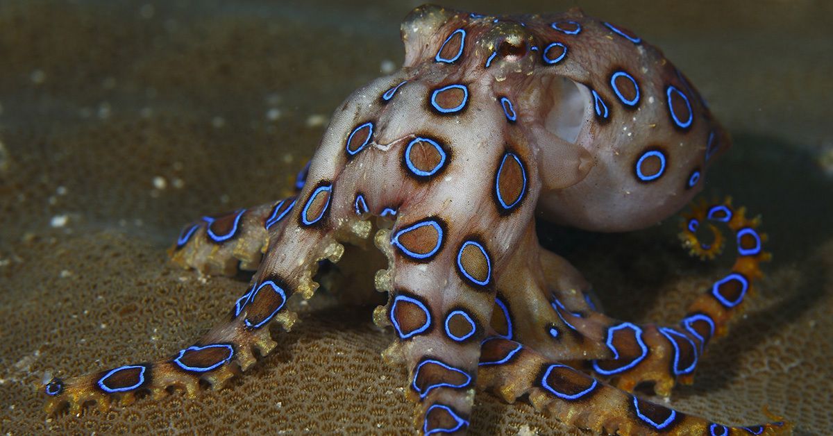 Balmoral Beach: Warning after blue-ringed octopus bites reported