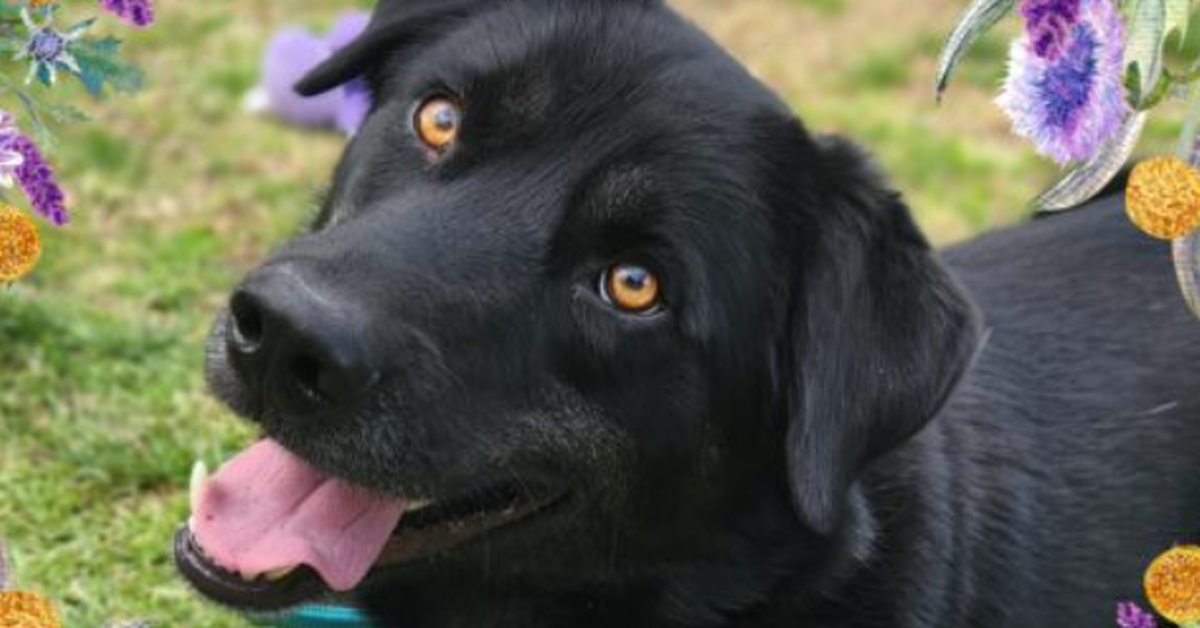 Adoption centre launches fun new way to find a furry friend - 9Honey