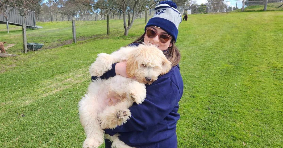 Dog attack: NSW woman Olivia's pup Enzo was 'brutally' mauled by two ...