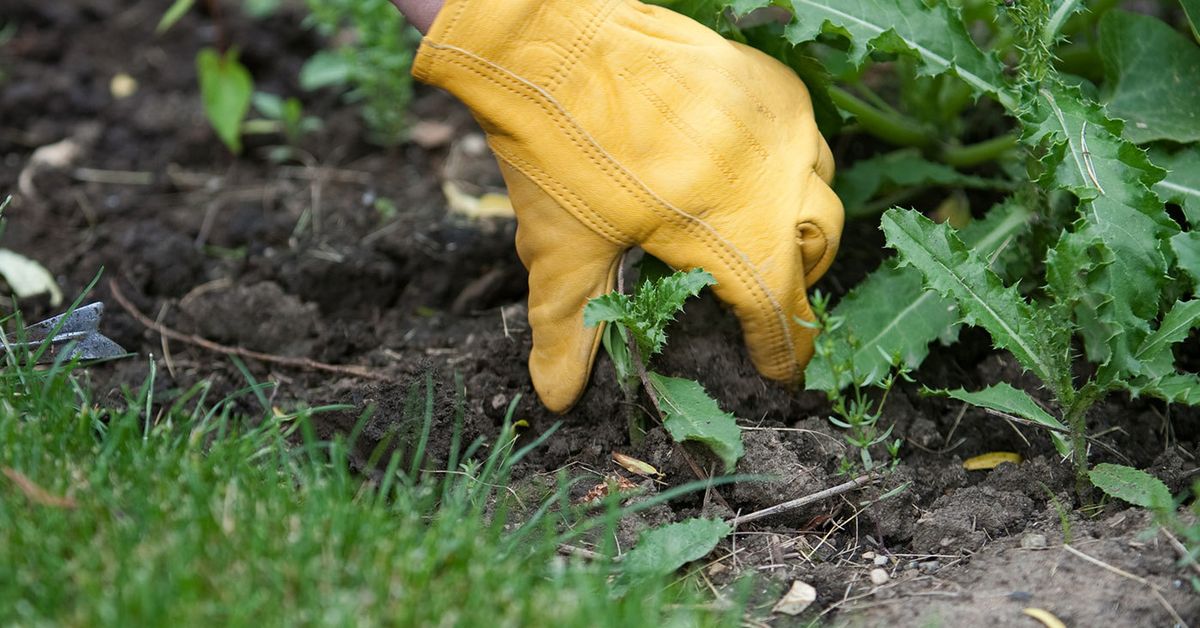 Gardening hacks: Four homemade weed killers that actually work – Low ...