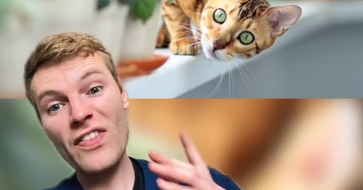 Vet's controversial opinion on popular cat breed: 'People are too ...
