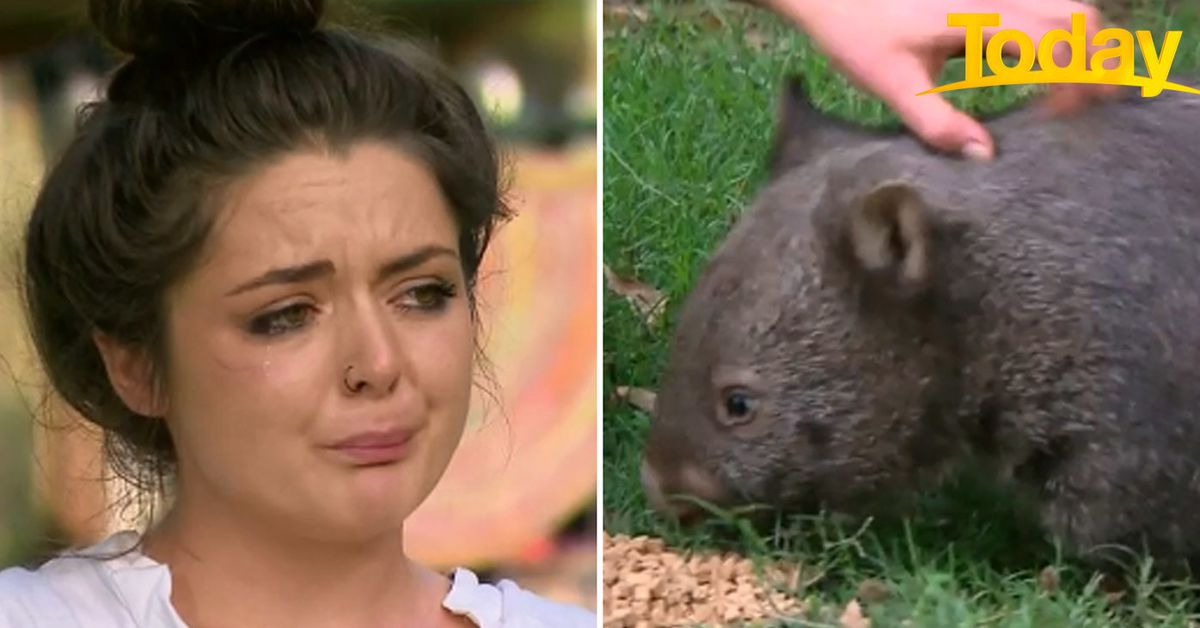 Wombat magic: Orphanage run by mum and daughter miraculously survives fires