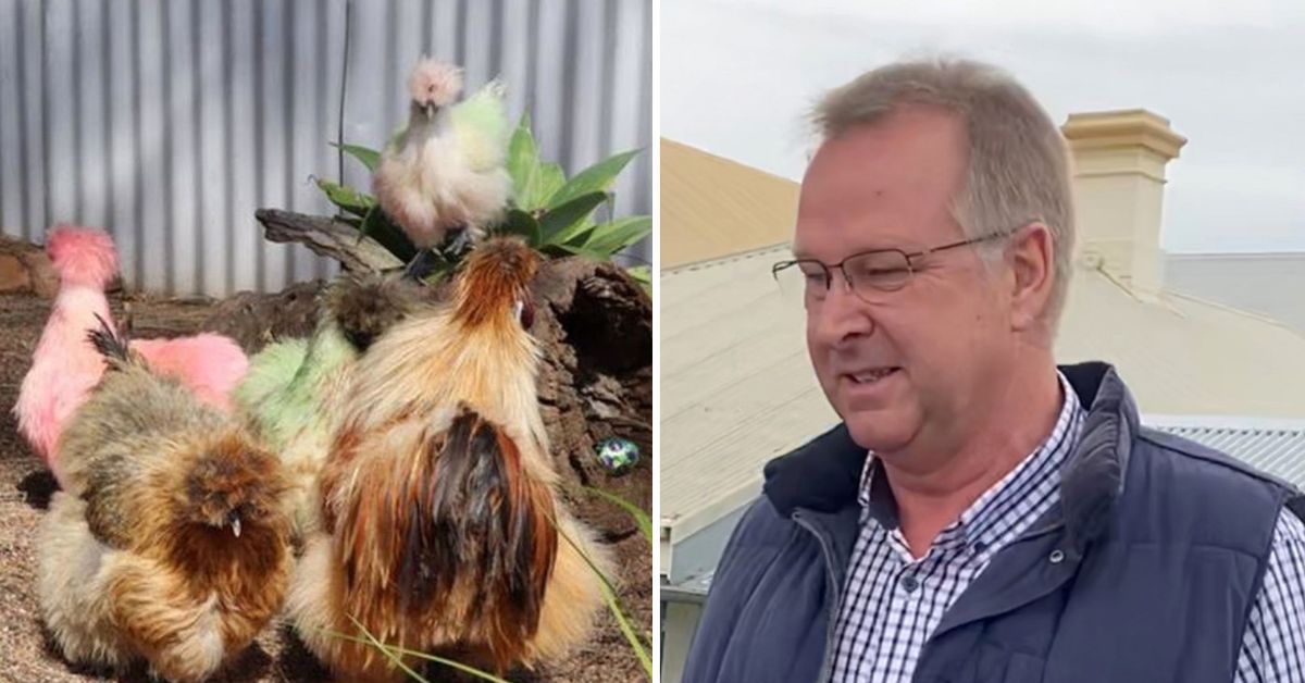 Peter Smith chicken: Kiwi denied Aussie citizenship after killing chook