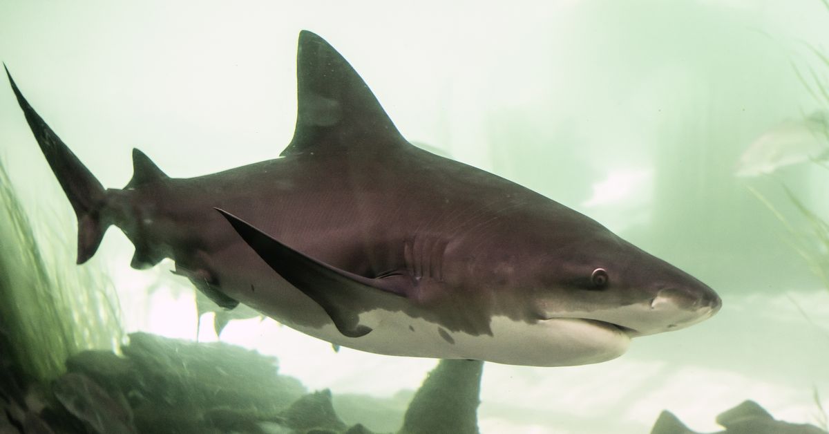 Shark attacks Sydney: Why are bull sharks dangerous in current ...