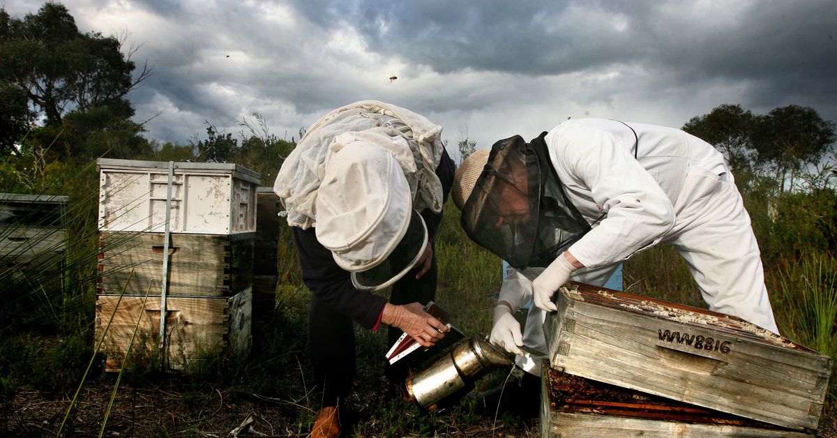 Beekeepers battling 'perfect storm' of threats to their future