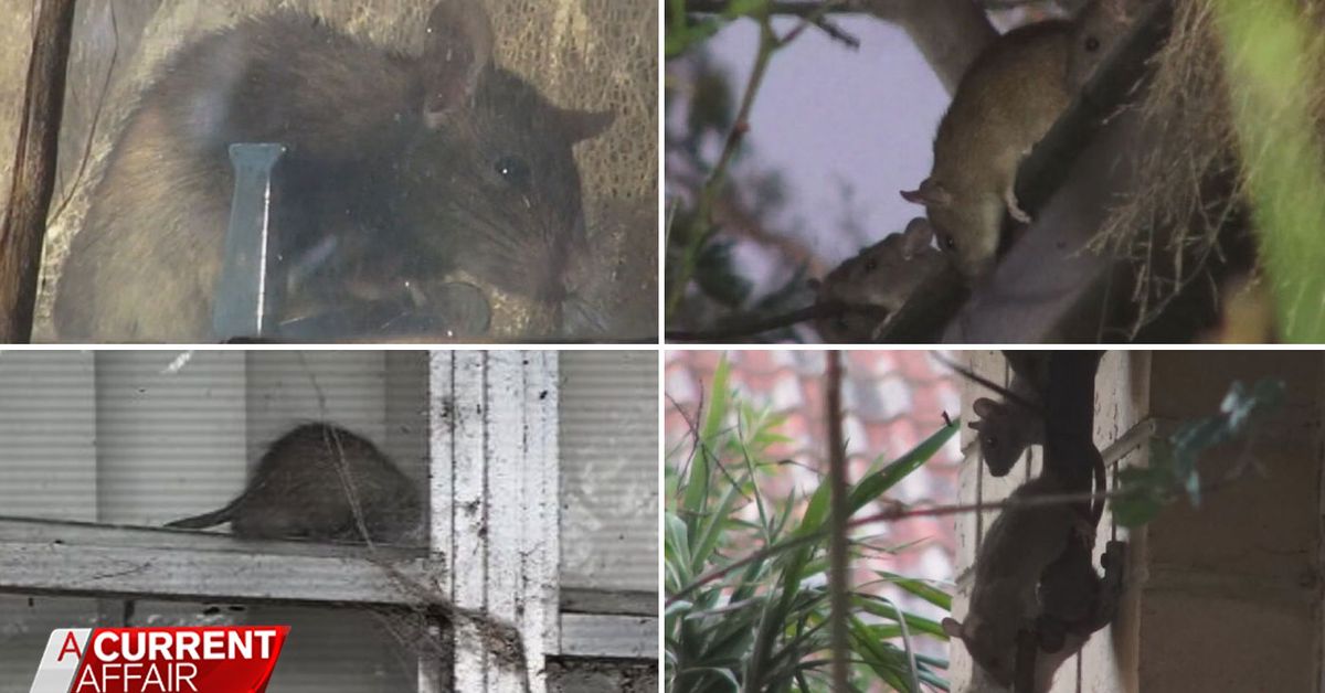 'Rat house' infestation next door leaving neighbours worried about health