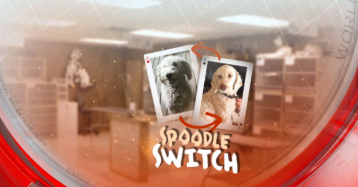 Spoodle switch