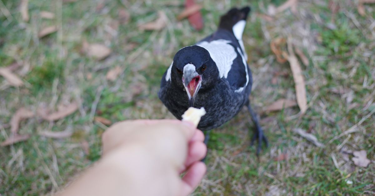 What do magpies eat: Experts weigh in on whether or not it's OK to feed ...