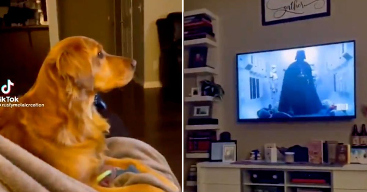 Dog's hilarious reaction to seeing Darth Vader on screen for the first ...