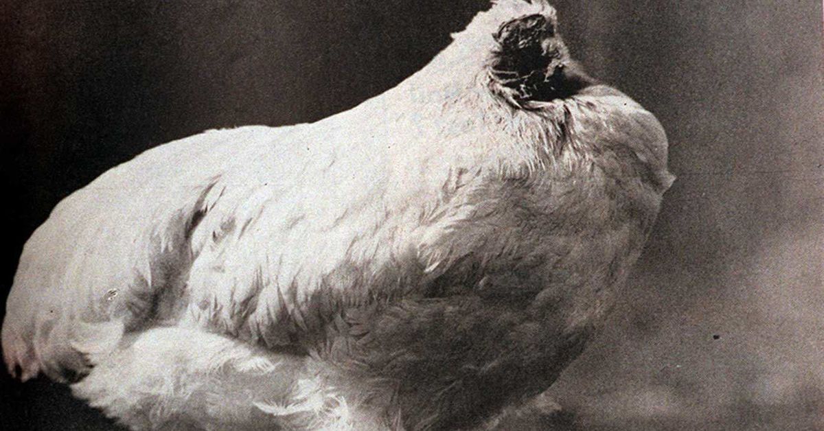 Today in History - September 10: The chicken who lived 18 months ...