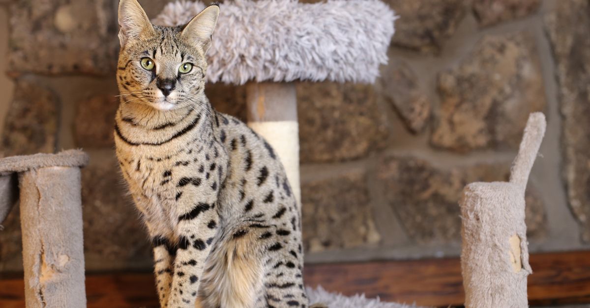 The largest domestic cat breeds ranked by height and weight - 9Honey