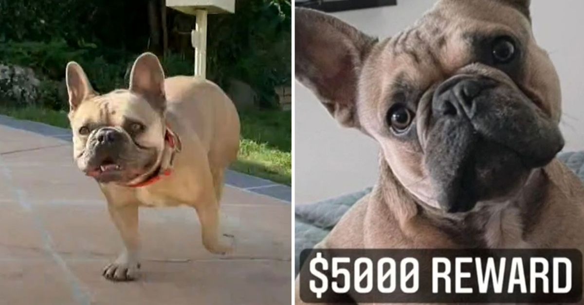 Lost dogs found: 'Most famous dog in Queensland' reunited with owners ...