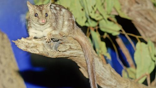 Cane toads on the move in WA - scientists reveal how to stop the march