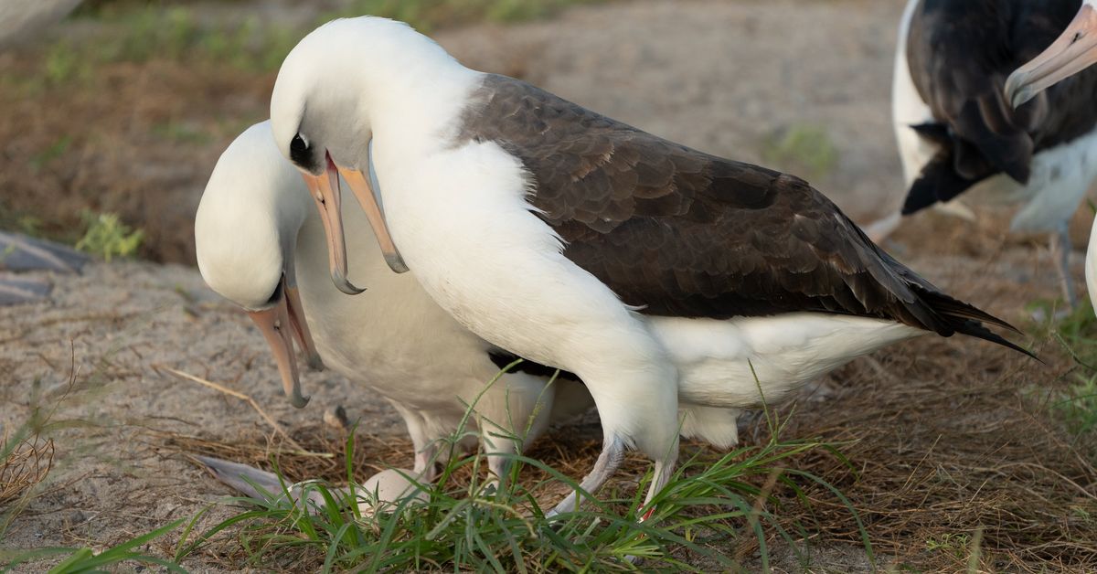 Wisdom the Laysan albatross: The world's oldest wild bird is still ...