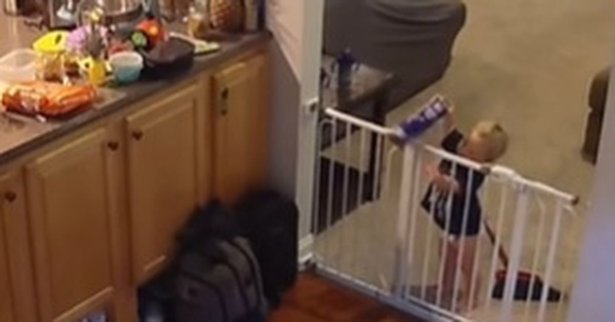 'Genius' toddler captured sneaking snacks on home security cameras - 9Honey